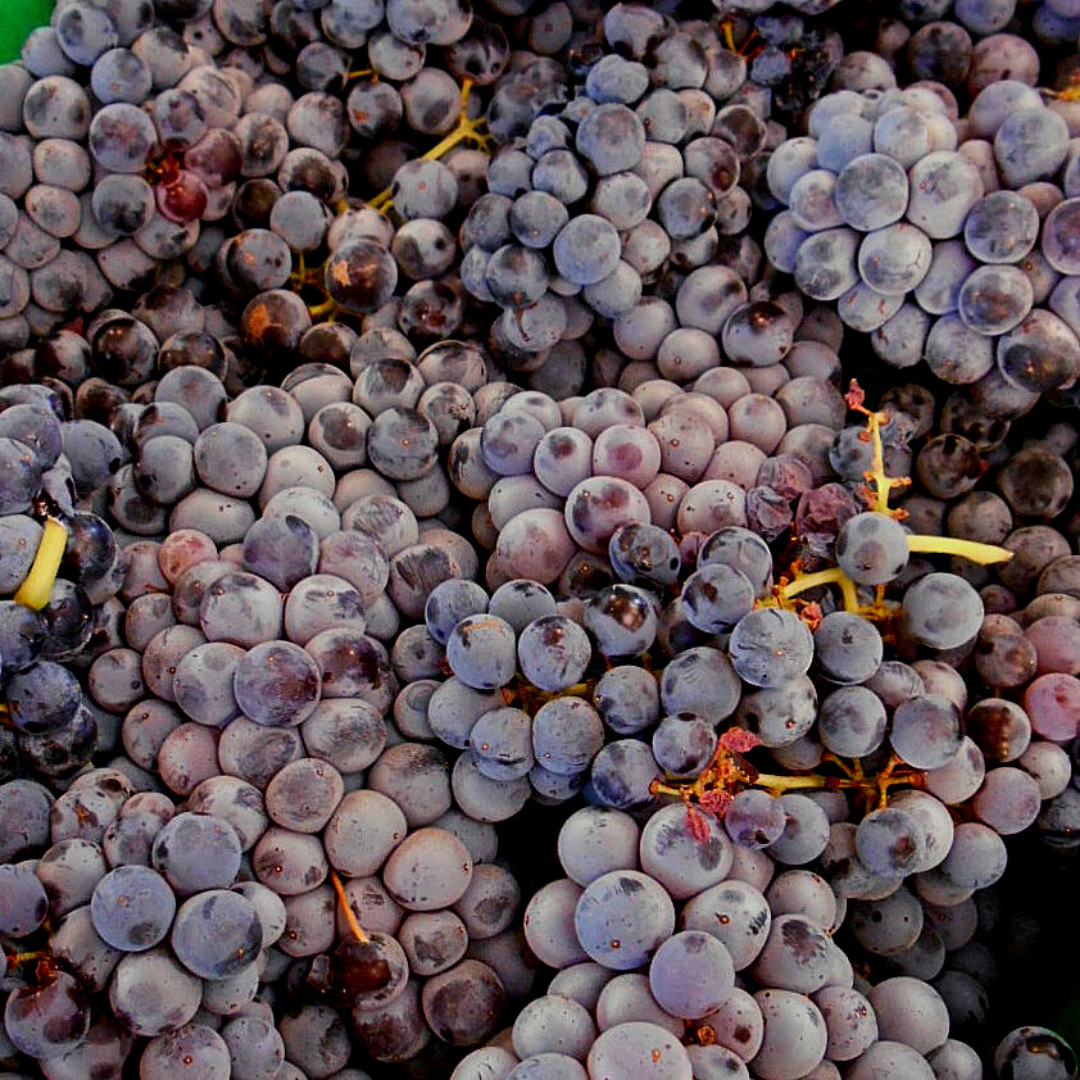Why Grenache? - Faber Vineyard
